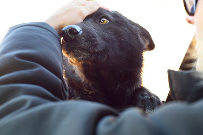 Dog Euthanasia: End of Life Options and Preparation Guide | Great Pet Care