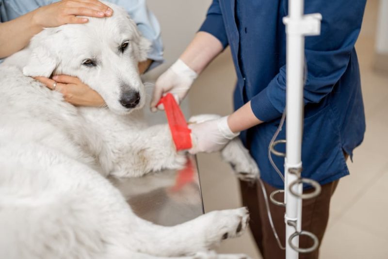 Dog Cancer Treatment Plan: What to Expect | Great Pet Care