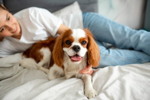 The Calmest Dog Breeds You'll Ever Meet | Great Pet Care