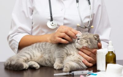 6 Flat Faced Cat Breeds | Great Pet Care