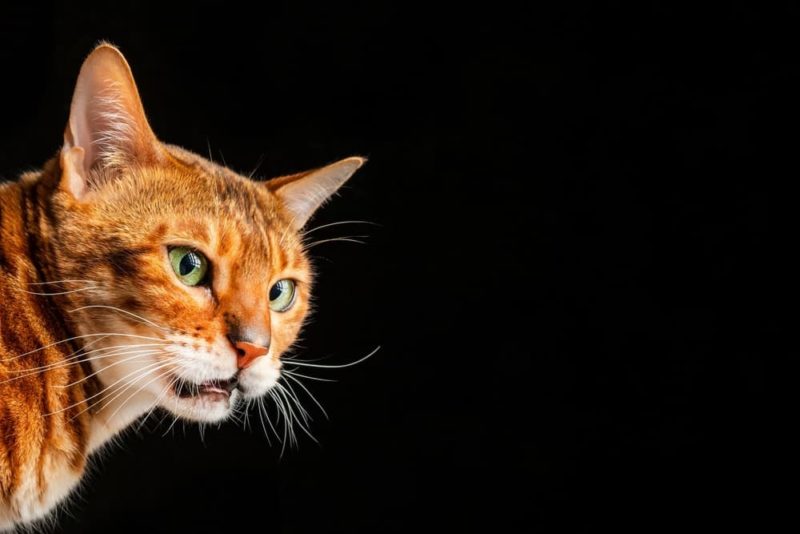 Flehmen Response in Cats: All About Cat Sneering | Great Pet Care