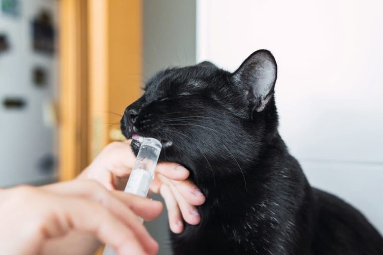 How to Give a Cat a Pill: Expert Tips and Tricks | Great Pet Care