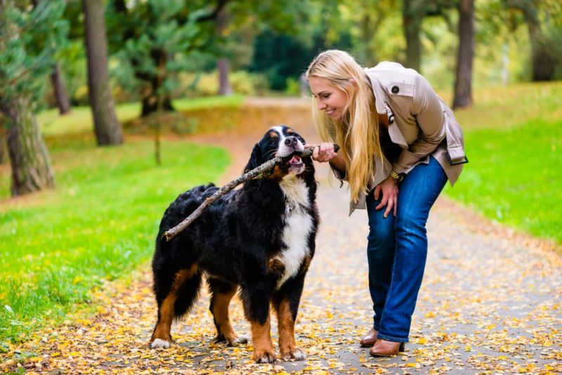 The Calmest Dog Breeds You'll Ever Meet | Great Pet Care