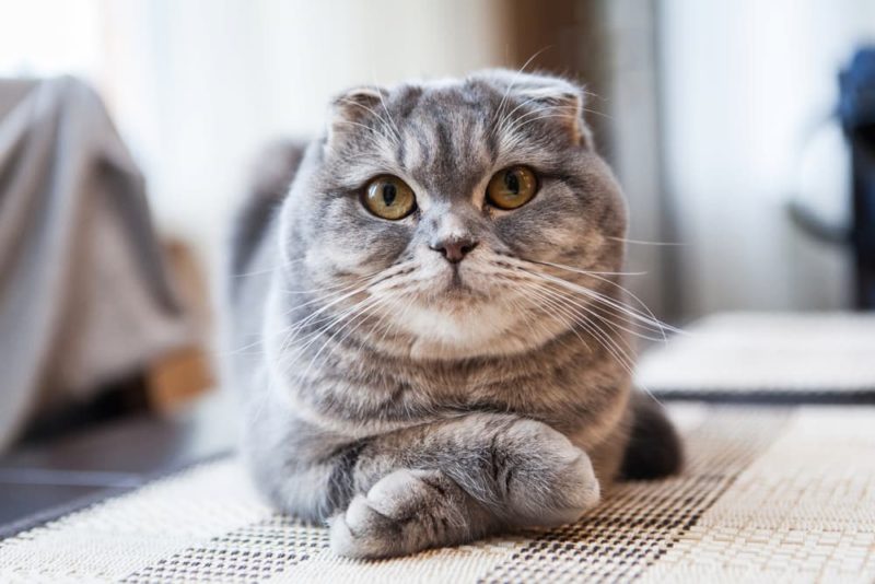 6 Flat Faced Cat Breeds | Great Pet Care