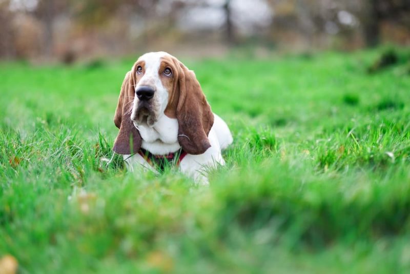 The Calmest Dog Breeds You'll Ever Meet | Great Pet Care