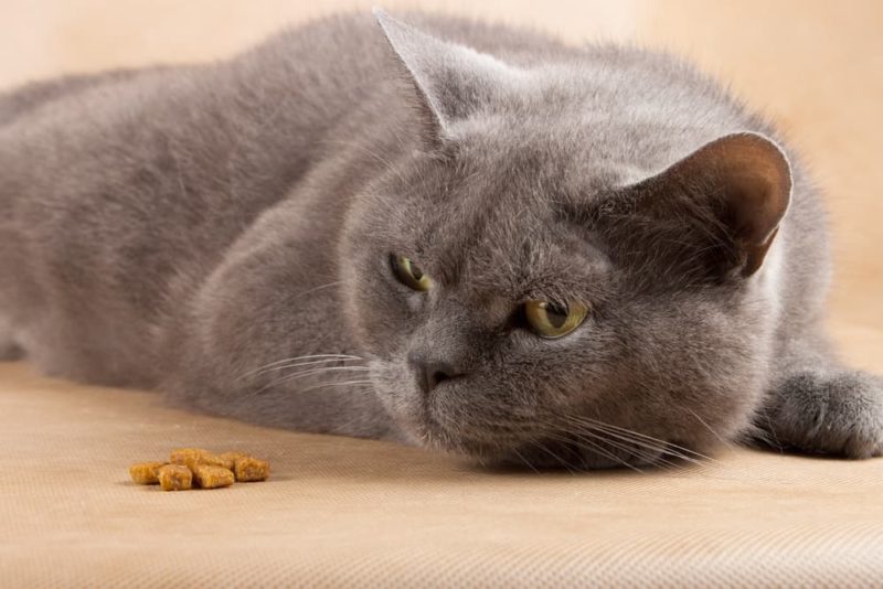 Signs of Cancer in Cats: Symptoms to Watch For | Great Pet Care