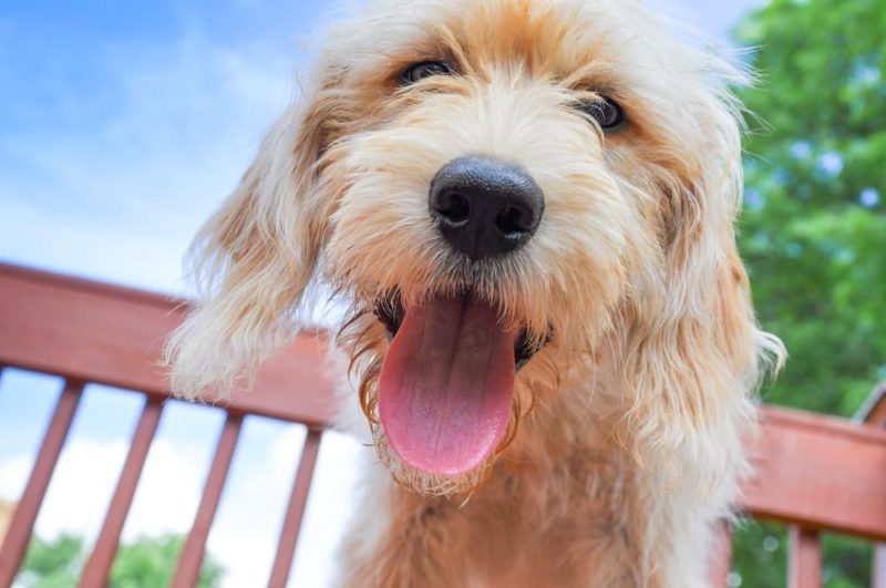Goldendoodle vs. Labradoodle: Comparing These Doodle Breeds | Great Pet ...