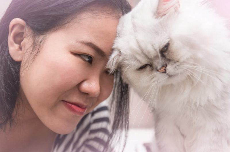 6 Flat Faced Cat Breeds | Great Pet Care