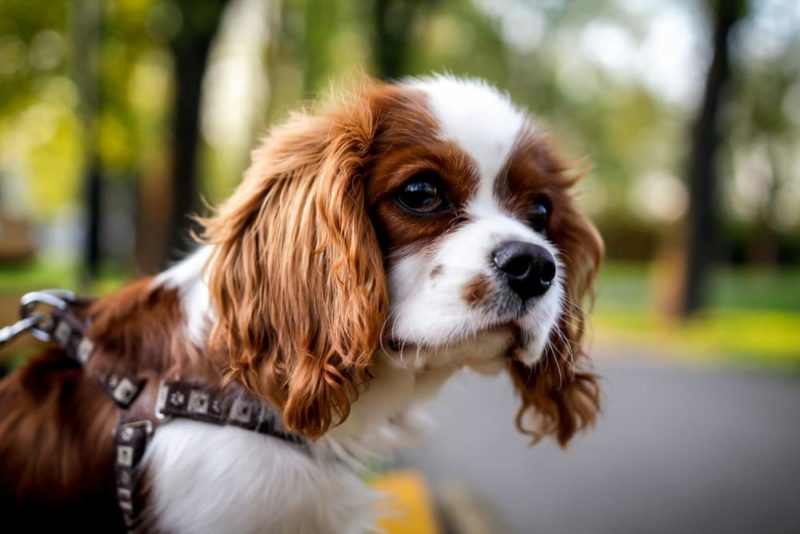 The Calmest Dog Breeds You'll Ever Meet | Great Pet Care