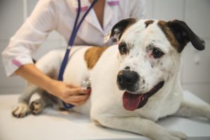 Can Dogs Have Heart Attacks? | Great Pet Care