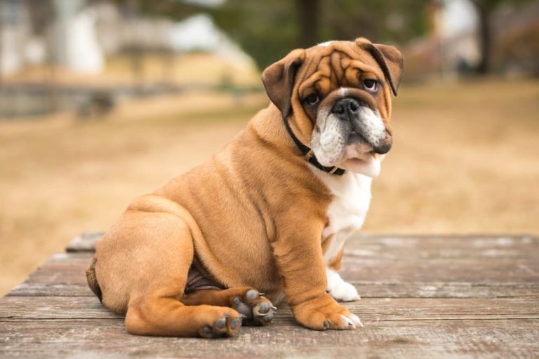 The Calmest Dog Breeds You'll Ever Meet | Great Pet Care