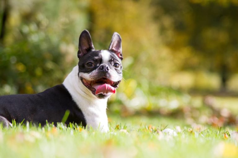 Flat Faced Dogs: 8 Breeds and How to Care for Them | Great Pet Care