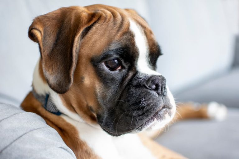 Flat Faced Dogs: 8 Breeds and How to Care for Them | Great Pet Care