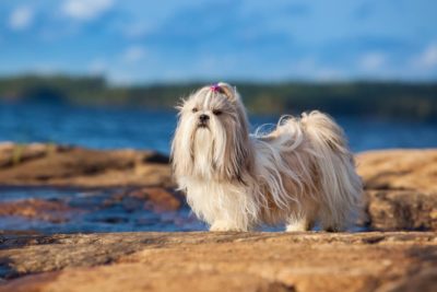 Flat Faced Dogs: 8 Breeds and How to Care for Them | Great Pet Care