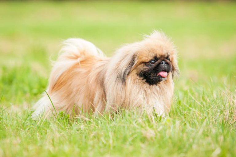 Flat Faced Dogs: 8 Breeds and How to Care for Them | Great Pet Care