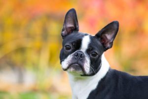 Flat Faced Dogs: 8 Breeds and How to Care for Them | Great Pet Care