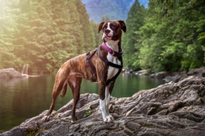 Flat Faced Dogs: 8 Breeds and How to Care for Them | Great Pet Care
