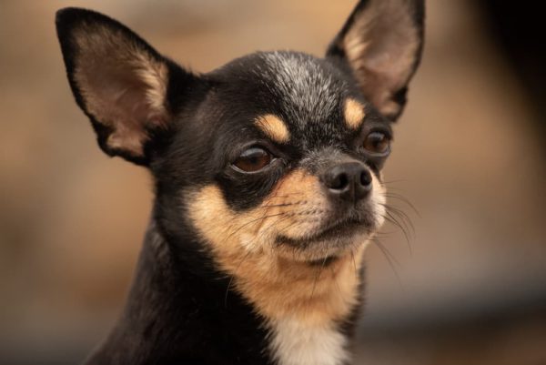 Goofy Dogs: 11 Breeds That Are Super Silly | Great Pet Care