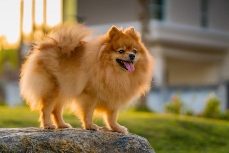 9 Designer Poo Dog Breeds | Great Pet Care