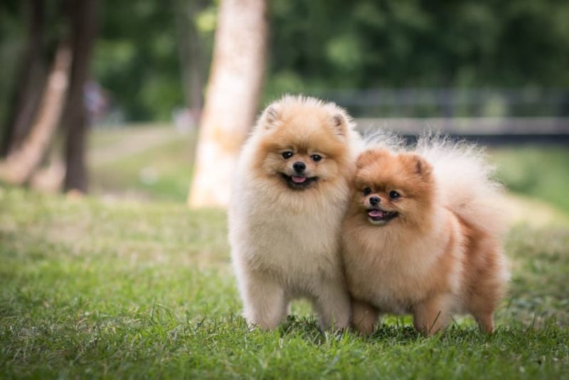 Goofy Dogs: 11 Breeds That Are Super Silly | Great Pet Care