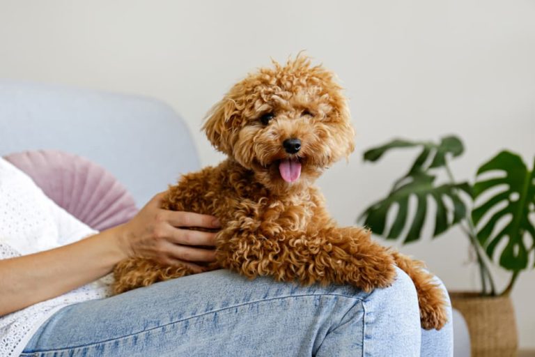 Goofy Dogs: 11 Breeds That Are Super Silly | Great Pet Care