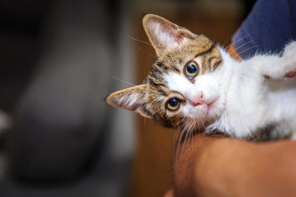 Cat Trilling: Why They Do It and What It Means | Great Pet Care