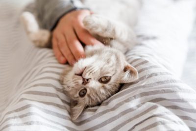 Are Cats Ticklish? | Great Pet Care