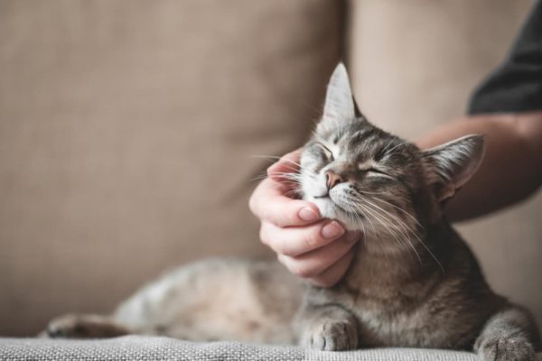What Colors Can Cats See? | Great Pet Care