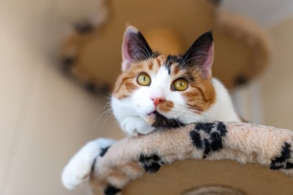What Colors Can Cats See? | Great Pet Care