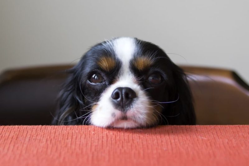 Dog Begging: Why They Do It and How to Stop It | Great Pet Care