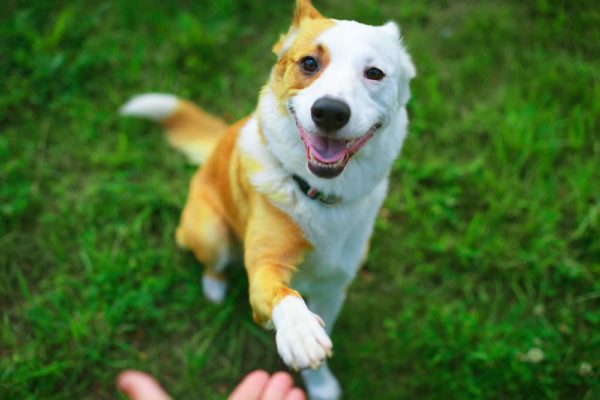 Dog Paw Infections: Causes, Symptoms, and Treatments | Great Pet Care