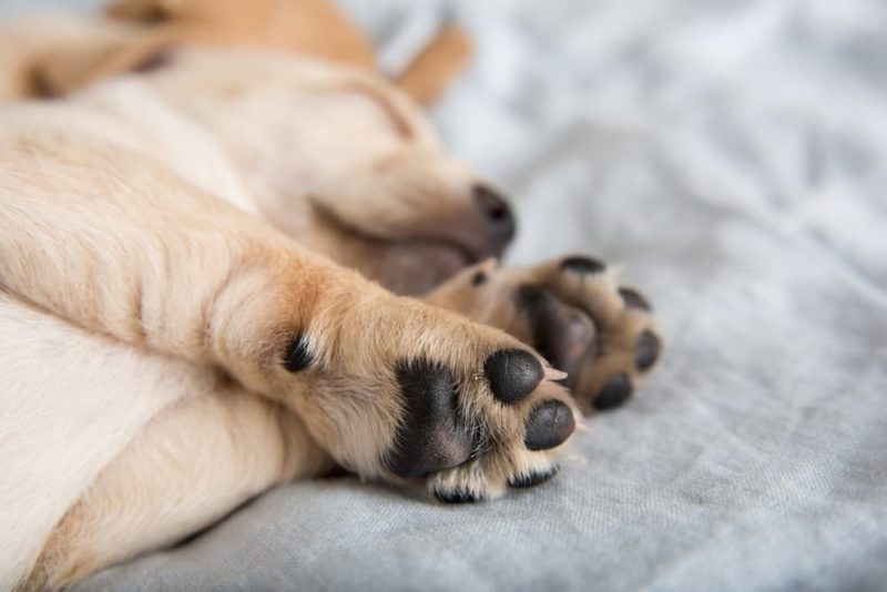 Dog Paw Infections: Causes, Symptoms, and Treatments | Great Pet Care