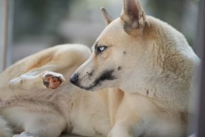 Dog Paw Infections: Causes, Symptoms, and Treatments | Great Pet Care