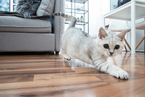 Cat Scooting: Why It Happens and How to Stop It | Great Pet Care
