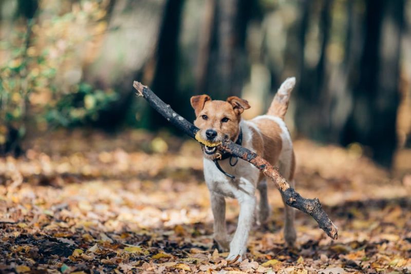 Why Do Dogs Like Sticks? | Great Pet Care