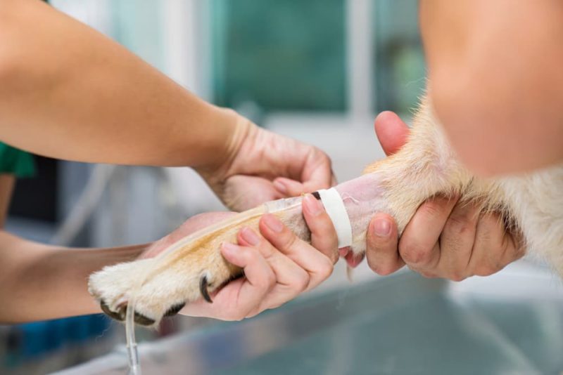Chemotherapy for Dogs: What to Expect | Great Pet Care