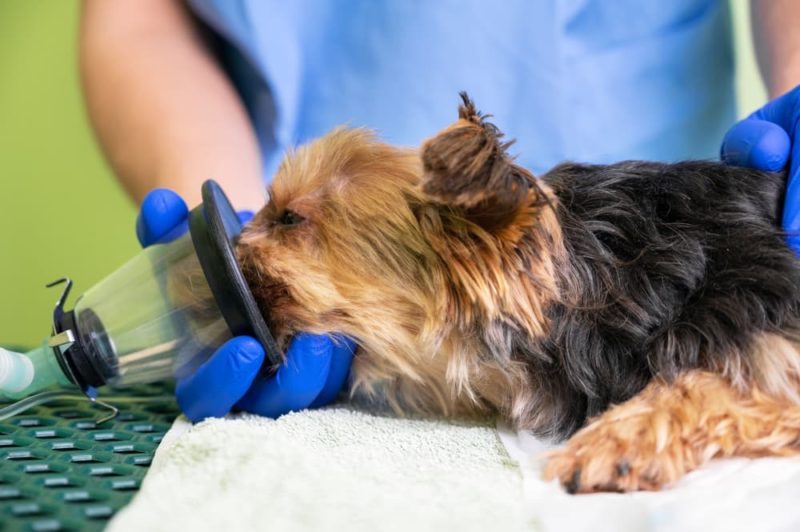 Tracheal Collapse in Dogs | Great Pet Care