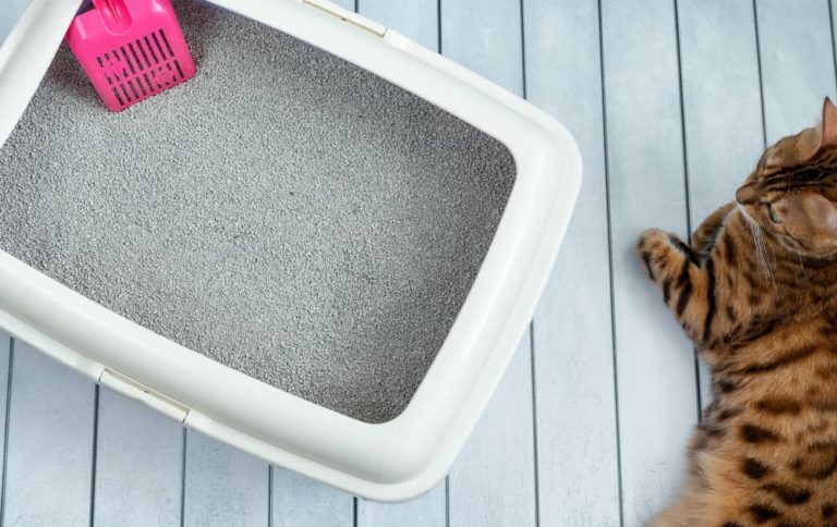 8 Types of Cat Litter: A Complete Guide | Great Pet Care