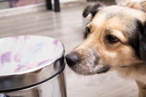 Can Dogs Eat Ham? | Great Pet Care