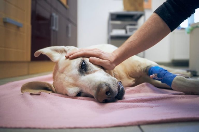 Dog Stroke Symptoms: 12 Signs to Watch For | Great Pet Care