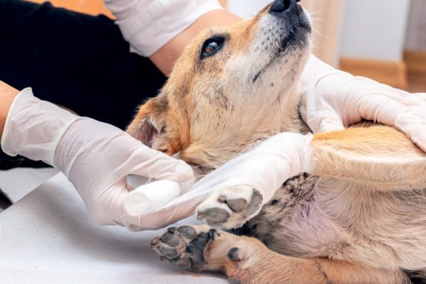 Tetanus in Dogs | Great Pet Care