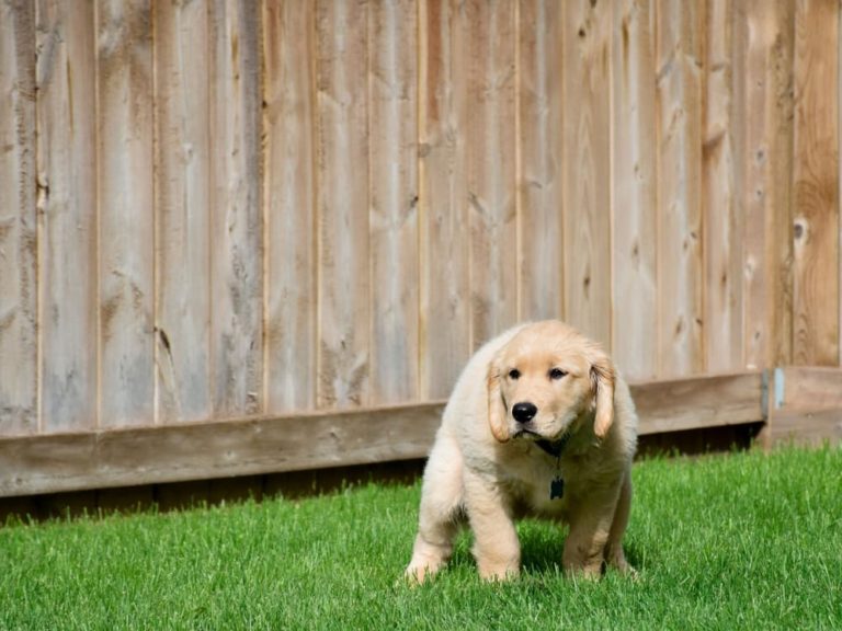 How Often Do Puppies Poop? | Great Pet Care