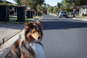 Why Do Dogs Chase Their Tails? | Great Pet Care