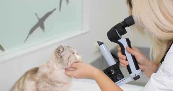 Glaucoma in Cats | Great Pet Care