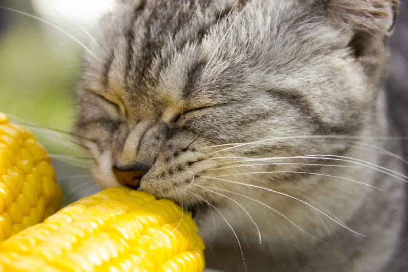 Can Cats Eat Corn? | Great Pet Care