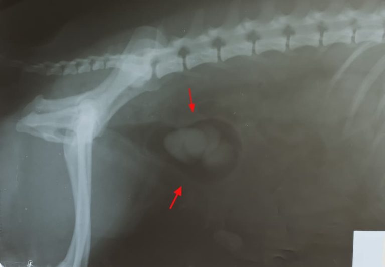 Bladder Stones in Dogs | Great Pet Care