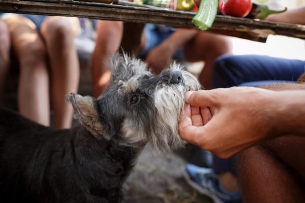 Can Dogs Eat Ham? | Great Pet Care