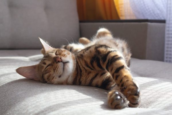 Tresaderm for Cats | Great Pet Care