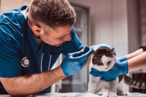 Tresaderm for Cats | Great Pet Care