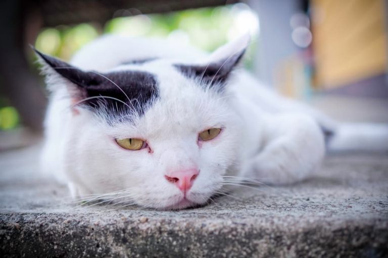 Tresaderm for Cats | Great Pet Care